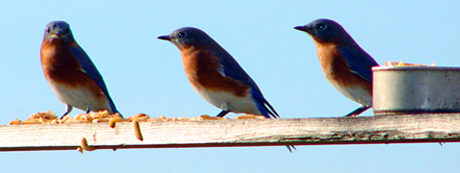 About Bluebirds : Ohio Blue Bird Society